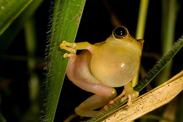 Photography Workshops in the Amazon Rainforest