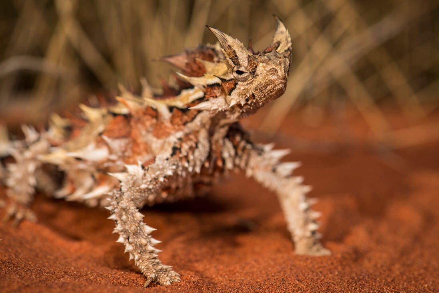 Reptiles | The Biodiversity Group