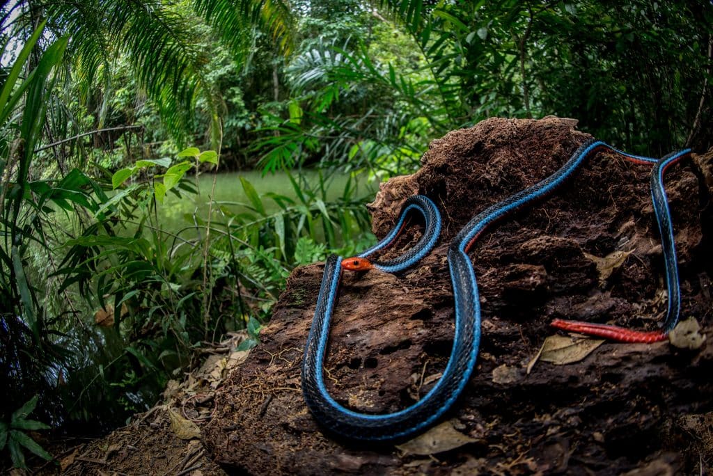 Reptiles | The Biodiversity Group