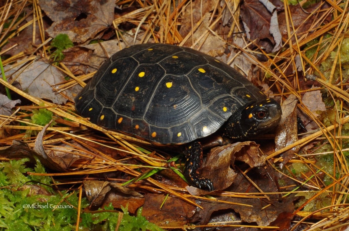 The Checkered Past of a Spotted Turtle | The Biodiversity Group